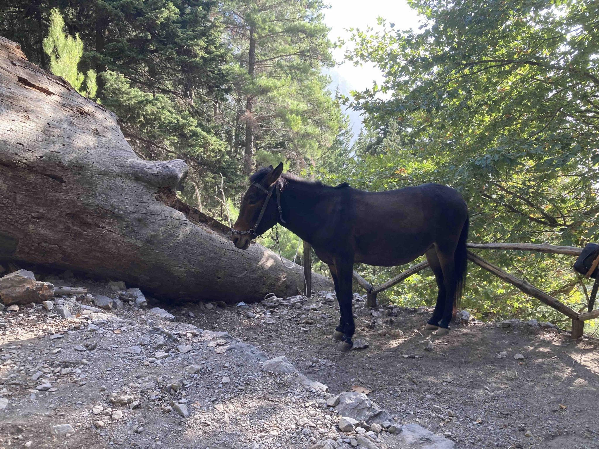 The Public Bus Guide to Hiking the Samaria Gorge – Field Trip Notebook